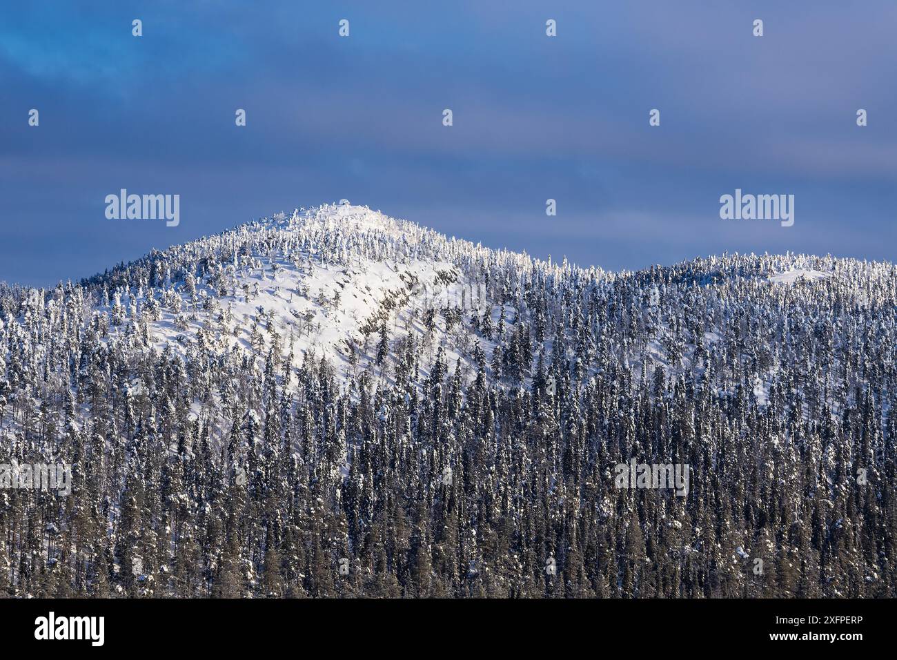 Landscape with snow in winter in Ruka, Finland Stock Photo - Alamy