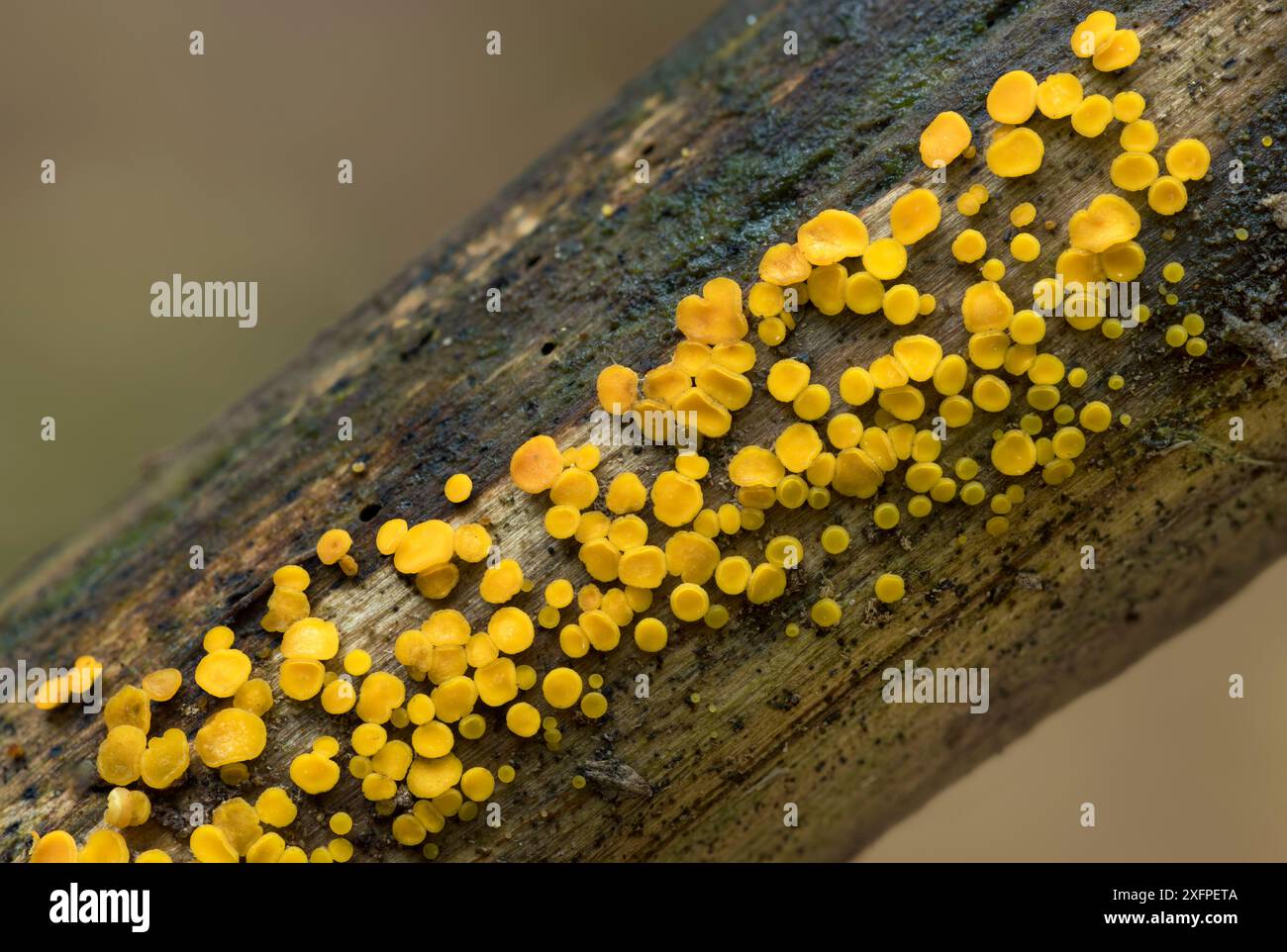 Lemon disco fungus (Bisporella citrina) Peatlands Park, County Armagh ...