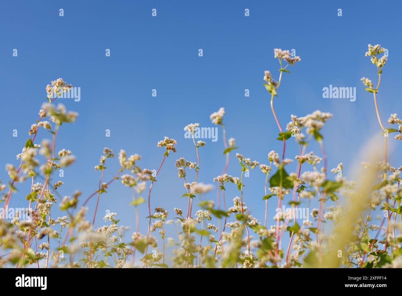 field of blooming buckwheat, Growing organic buckwheat, successful ...