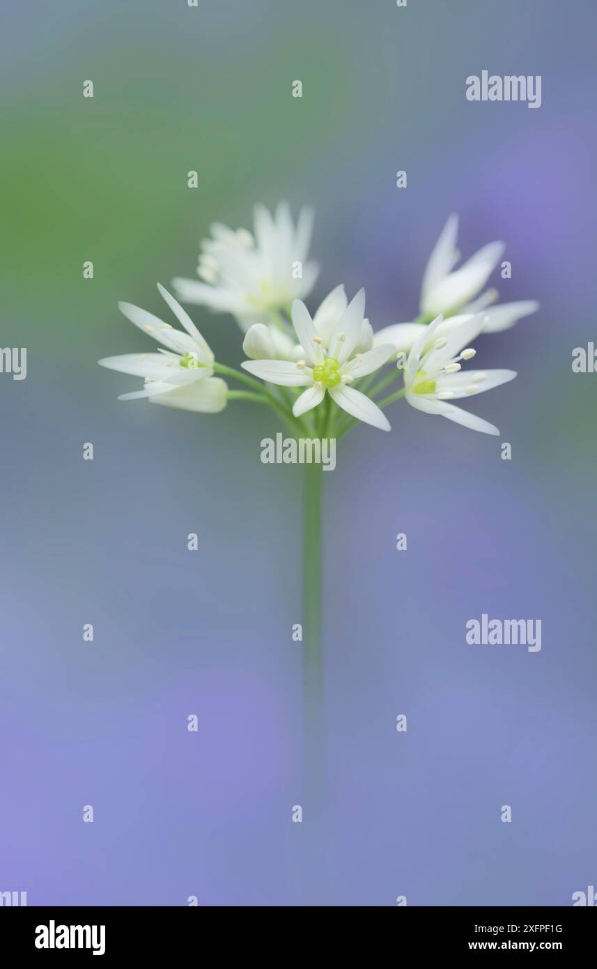 Wild garlic (Allium ursinum) flower, Clare Glen, County Armagh ...