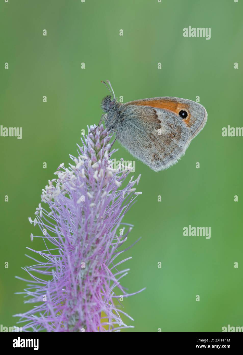 Common heath butterfly (Coenonympha pamphilus) St Caterina di Valfurva ...