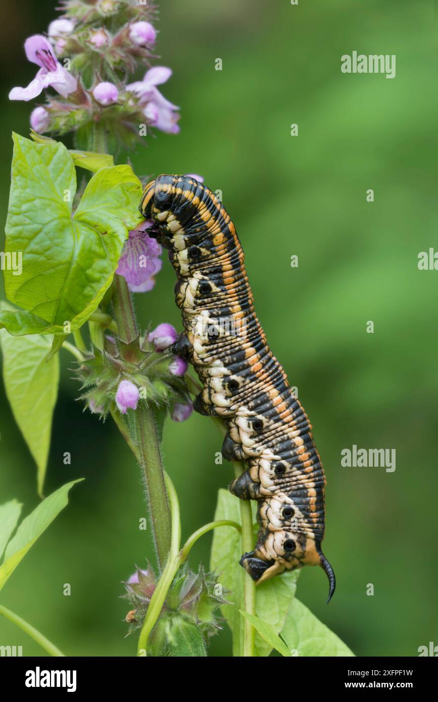 Convolvus hawk-moth (Agrius convolvuli) caterpillar, Vercors National ...