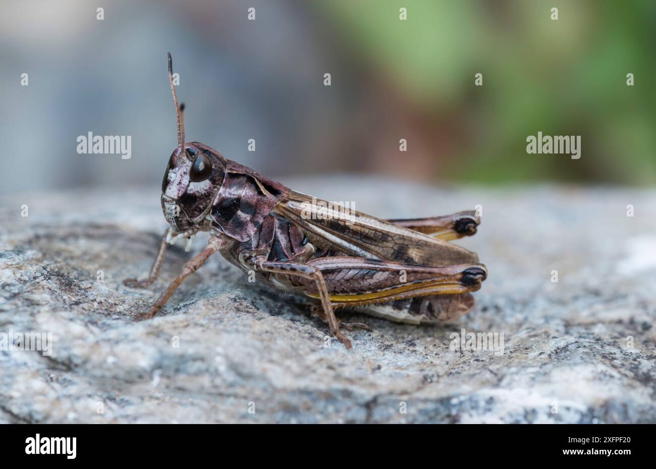 Siberian Grasshopper (Gomphocerus sibiricus) St Caterina di Valfurva ...
