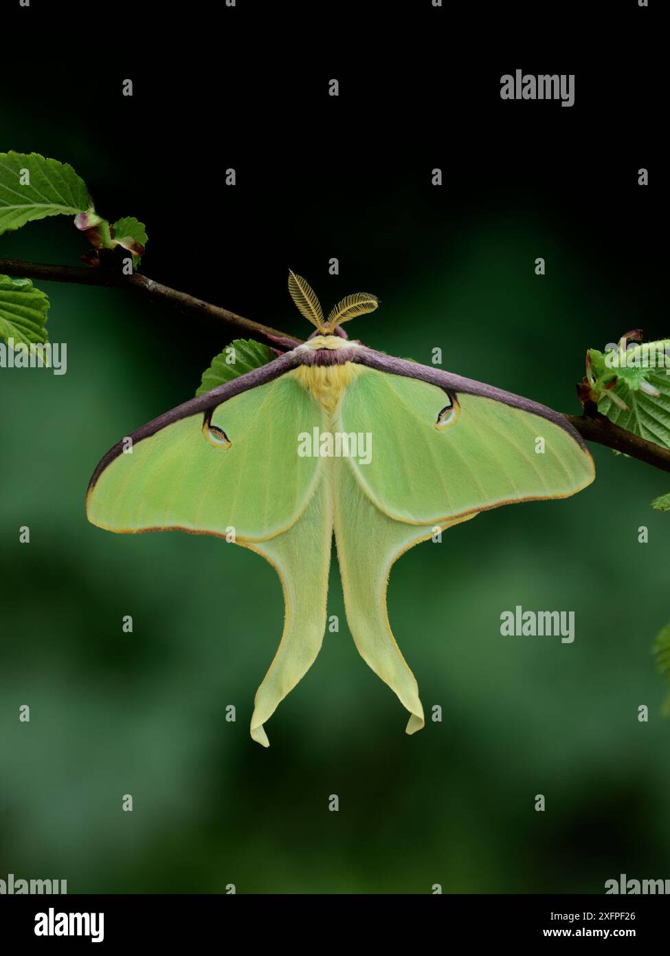 American moon moth (Actias luna) male, MIchigan, USA, April Stock Photo ...