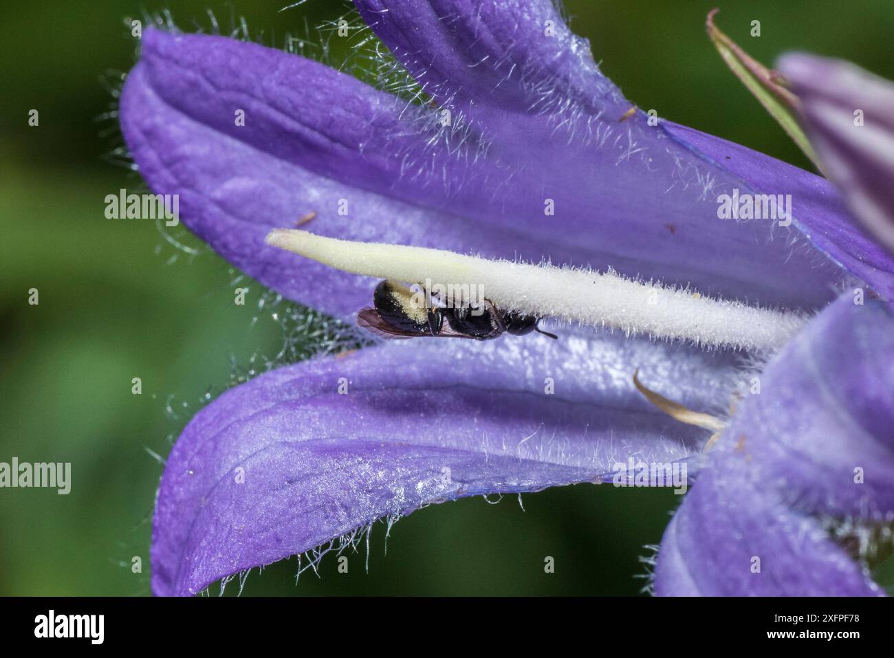 Harebell carpenter bee (Chelostoma campanularum) at 4-5mm long one of ...
