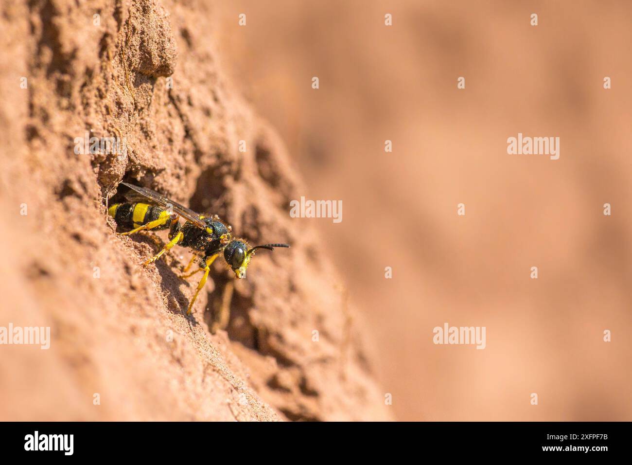 Ornate tailed digger wasp (Cerceris rybyensis), at nest hole ...