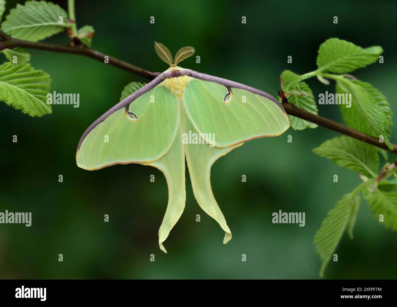 Luna moth (Actias luna) Michigan, USA, April Stock Photo - Alamy