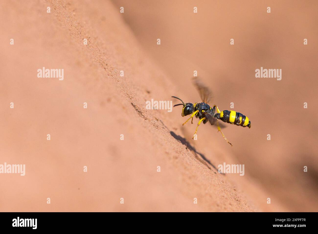 Ornate digger wasp (Cerceris rybyensis) flying to burrow, Monmouthshire ...