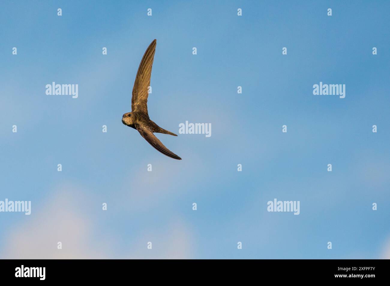 Swift (Apus apus) in flight with bulging mouthful of insects for young ...