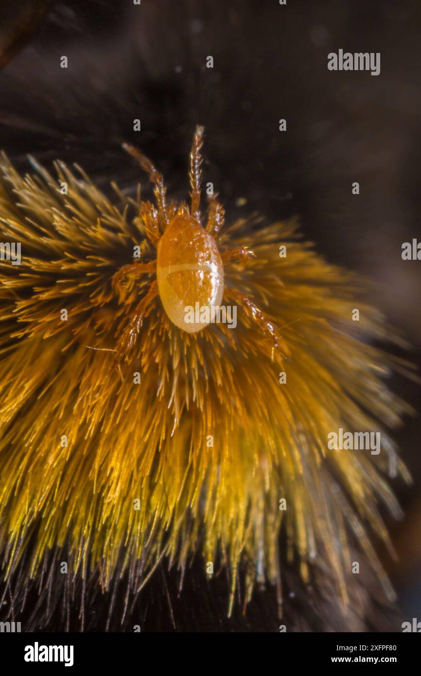 Bumblebee mite (Parasitus fucorum) in hair of Buff-tailed bumblebee ...