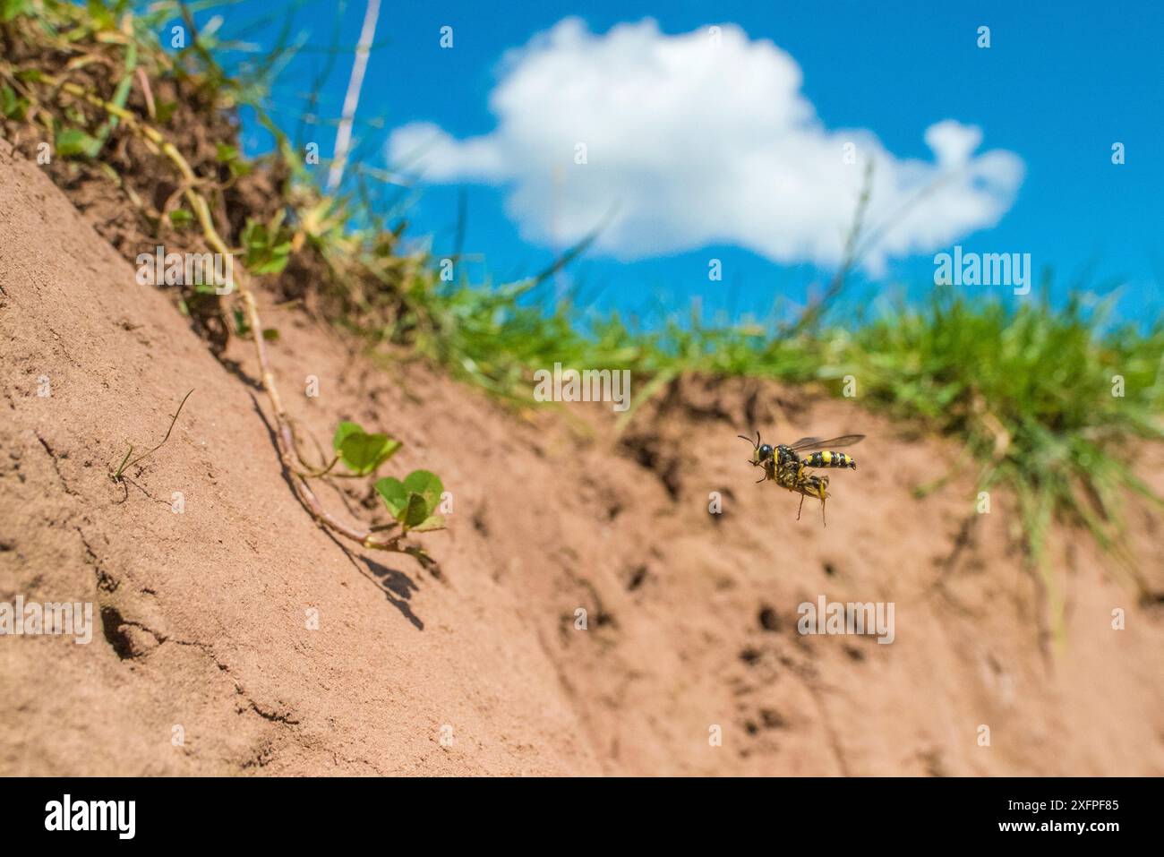 Ornate tailed digger wasp (Cerceris rybyensis), flying carrying ...