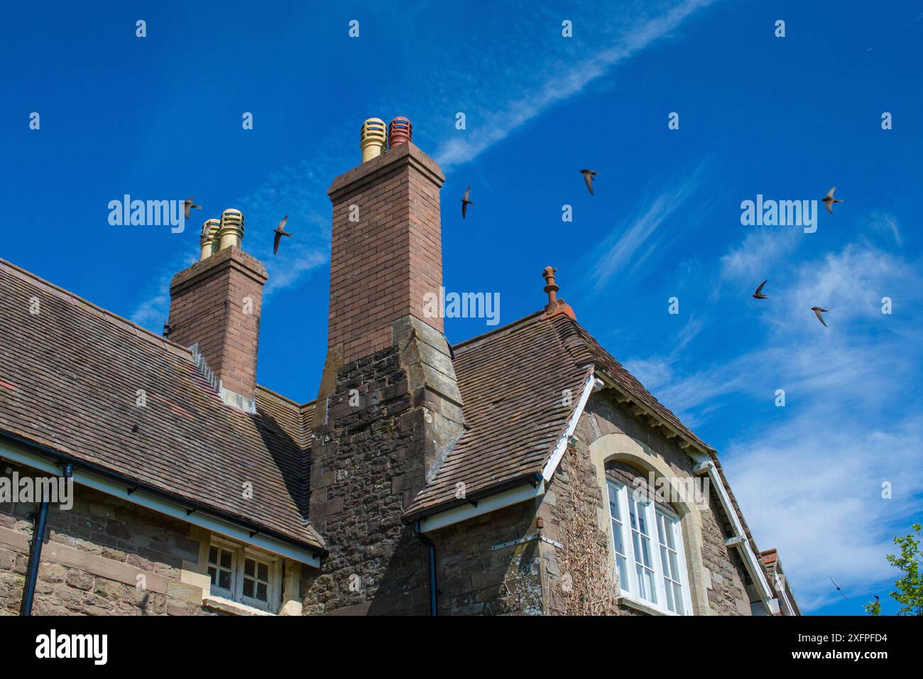 Swifts (Apus apus) flying, screaming to chicks in nest under eaves of ...