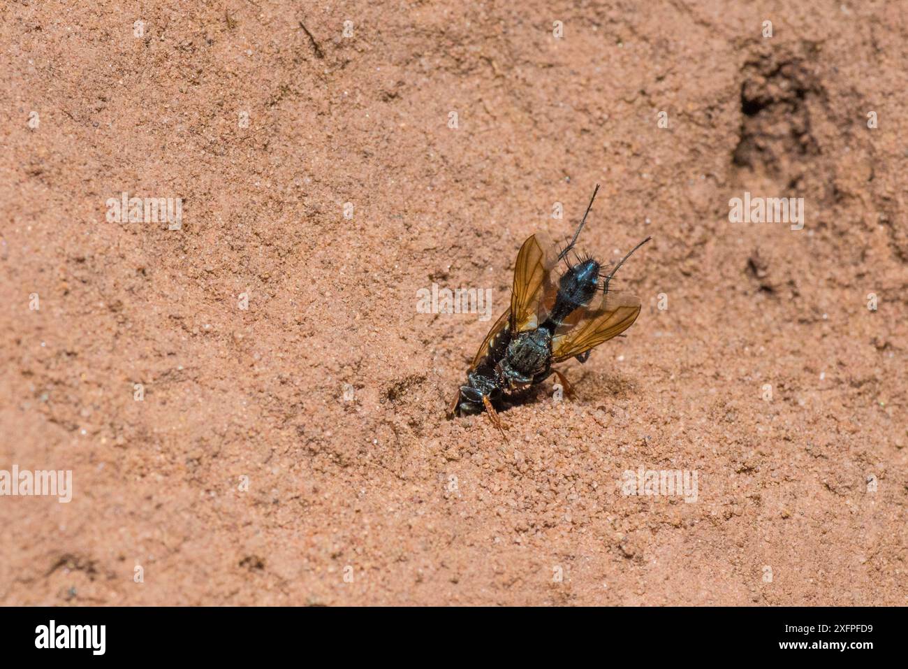 Common spiny digger wasp (Oxybelus uniglumis), carrying fly prey back ...