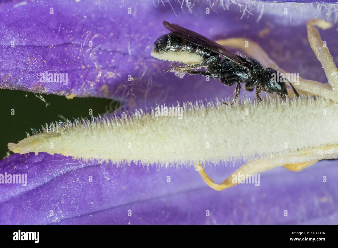 Harebell carpenter bee (Chelostoma campanularum) at 4-5mm long one of ...