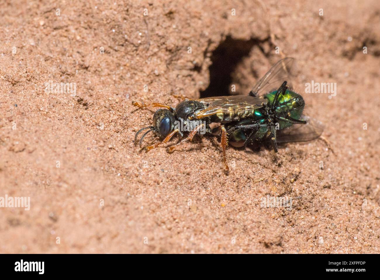 Common spiny digger wasp (Oxybelus uniglumis), carrying fly prey to ...