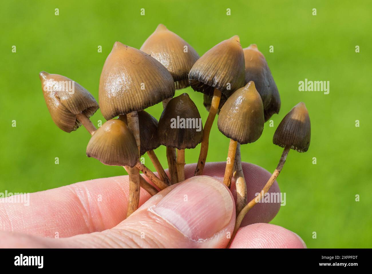 Liberty cap toadstools, also known as Magic mushrooms (Psilocybe ...