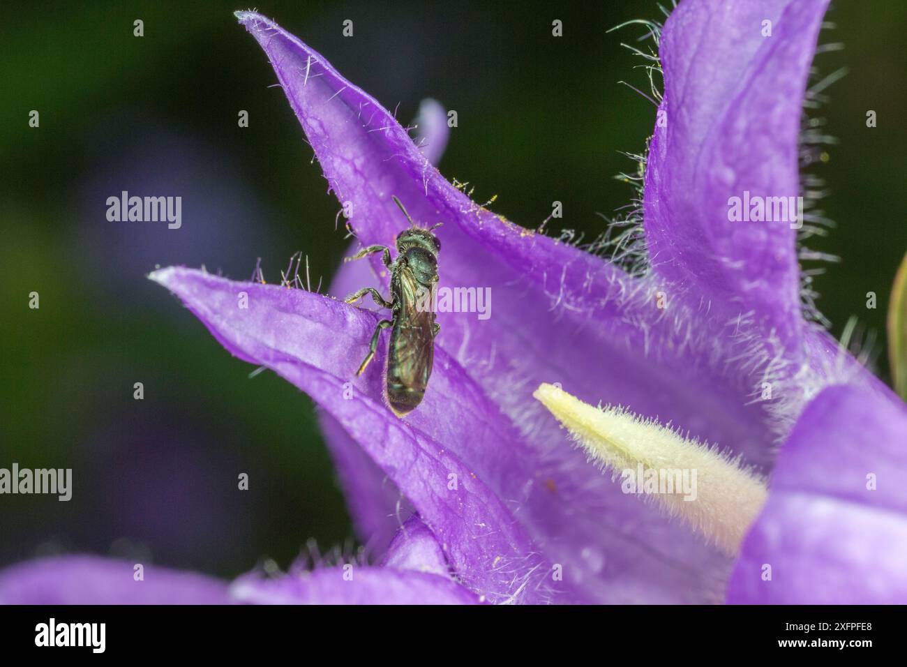 Harebell carpenter bee (Chelostoma campanularum) at 4-5mm long one of ...