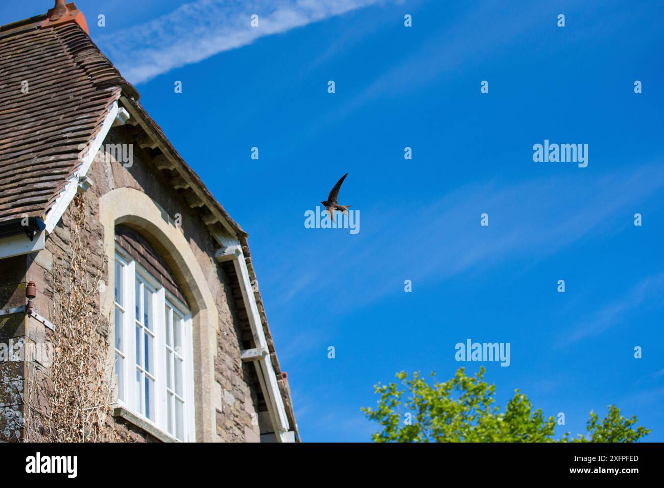 Swift (Apus apus) in flight calling to chicks in nest under house eaves ...
