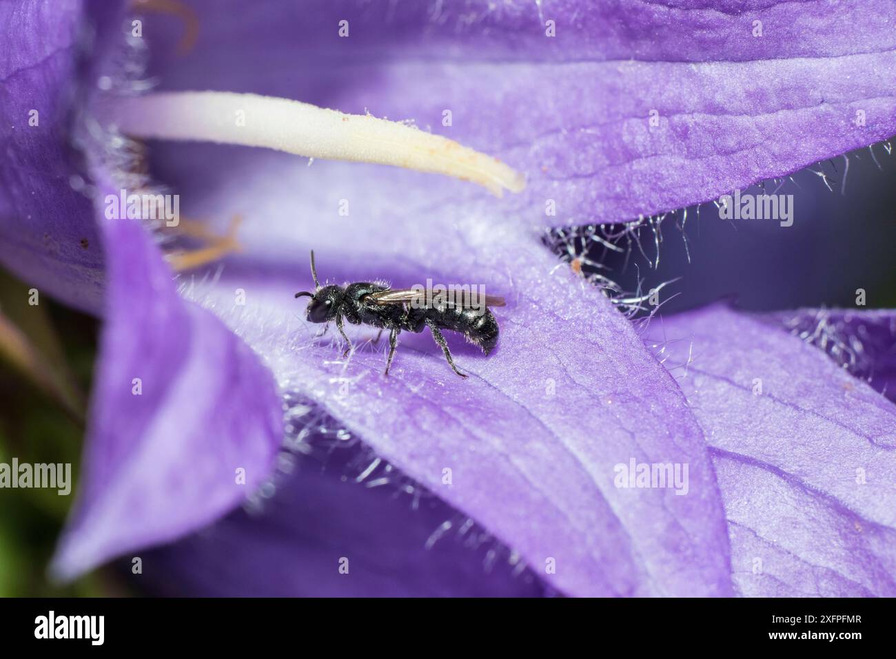 Harebell carpenter bee (Chelostoma campanularum) at 4-5mm long one of ...