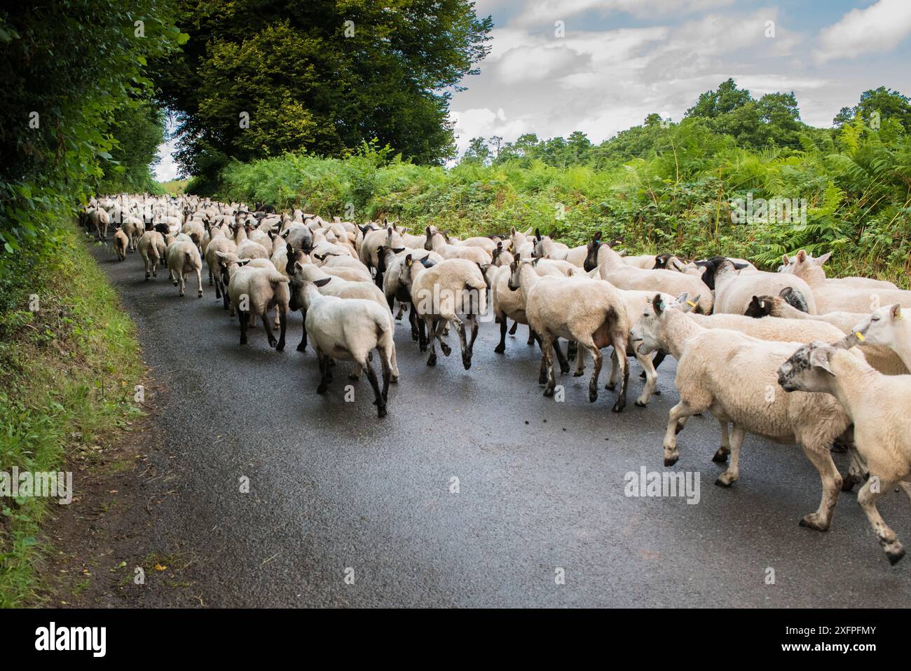 Flock of sheep blocking road, Monmouthshire, Wales, UK, July Stock ...