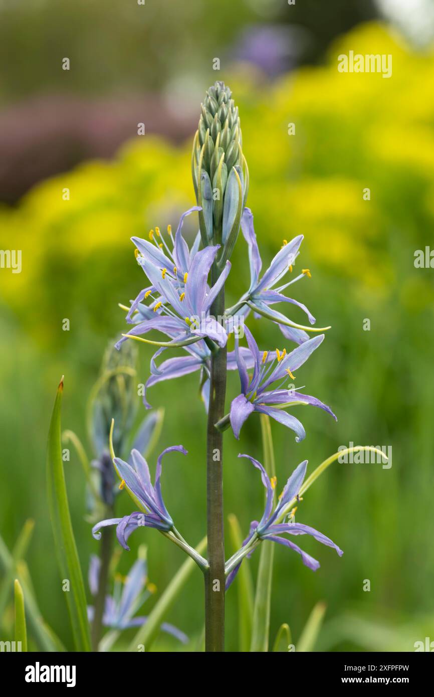 Leichtlin's prairie lily (Camassia leichtlinii Caerulea Stock Photo - Alamy