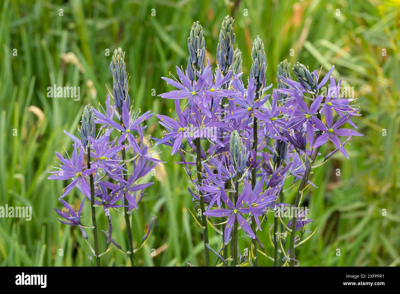 Leichtlin's prairie lily (Camassia leichtlinii Caerulea Stock Photo - Alamy