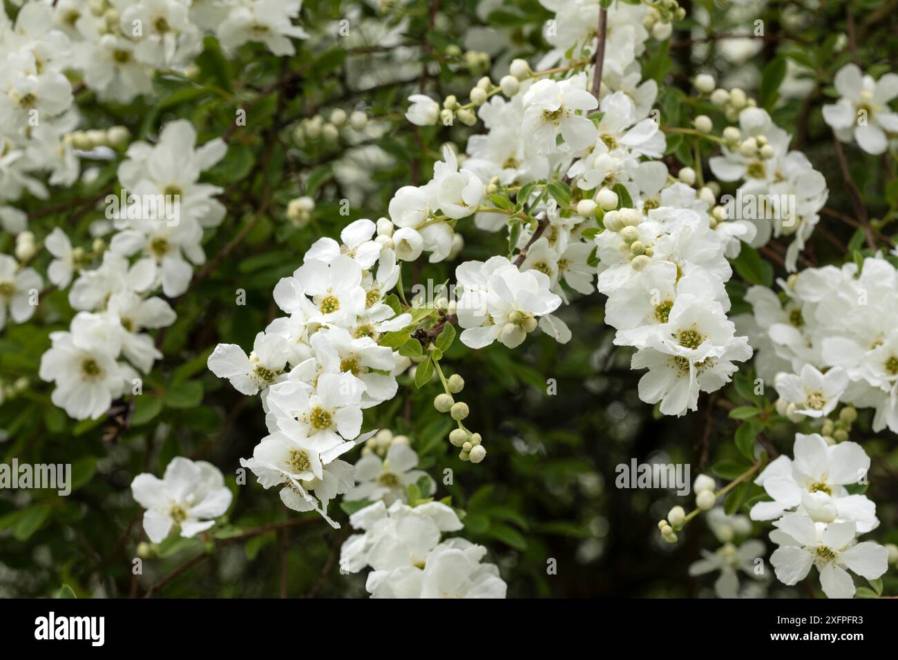 Flowering showpiece (Exochorda, The Bride Stock Photo - Alamy