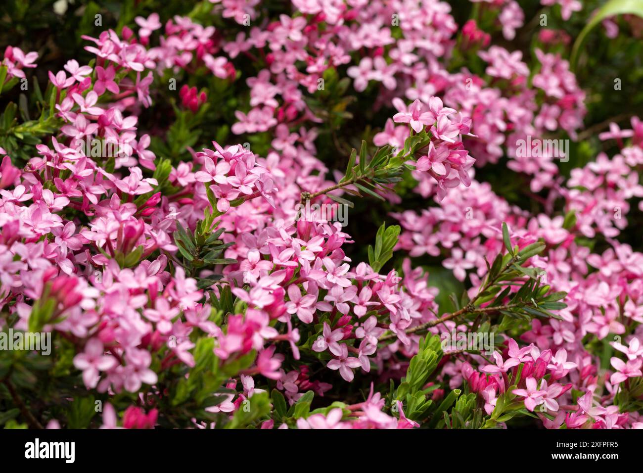 Daphne in garden hi-res stock photography and images - Alamy