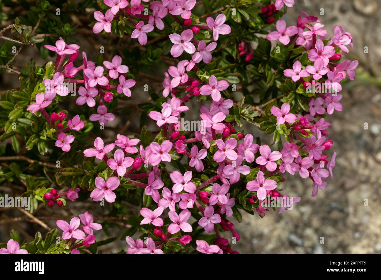 Garland flower (Daphne cneorum) in the garden Stock Photo - Alamy