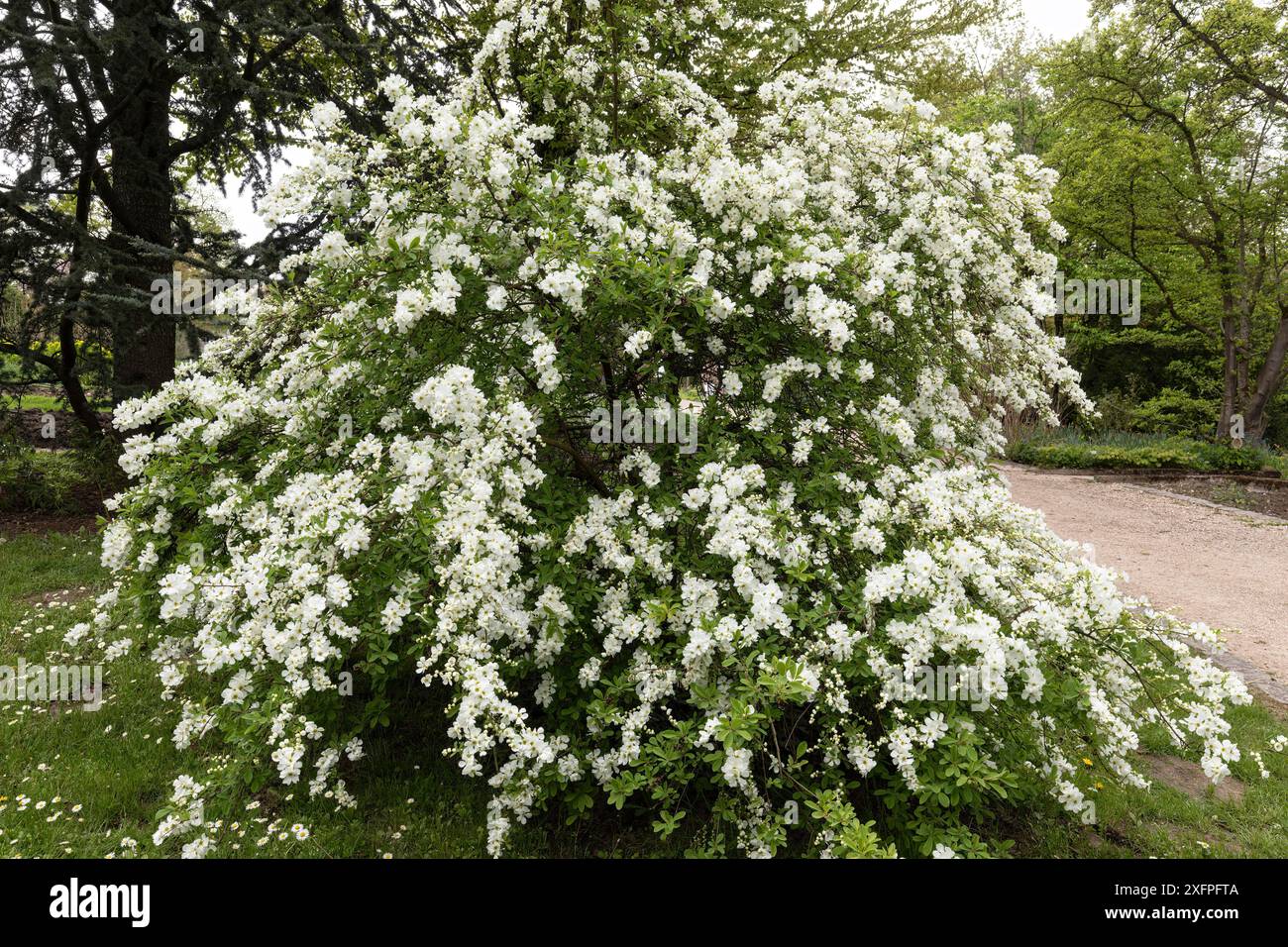Exochorda (The Bride Stock Photo - Alamy