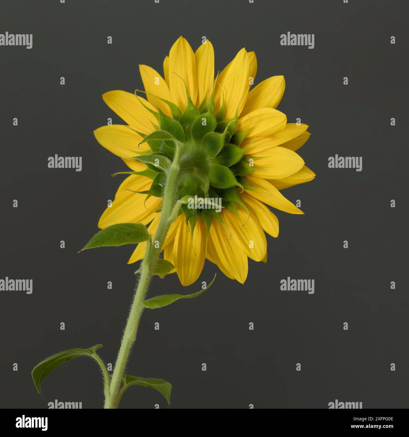 Sunflower from behind on a grey background Stock Photo - Alamy