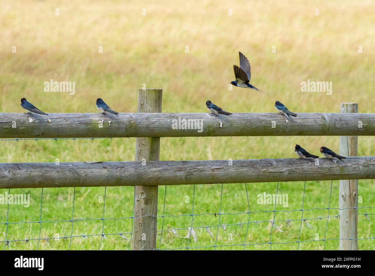 Adult Barn swallow (Hirundo rustica) teaching fledglings how to hunt ...