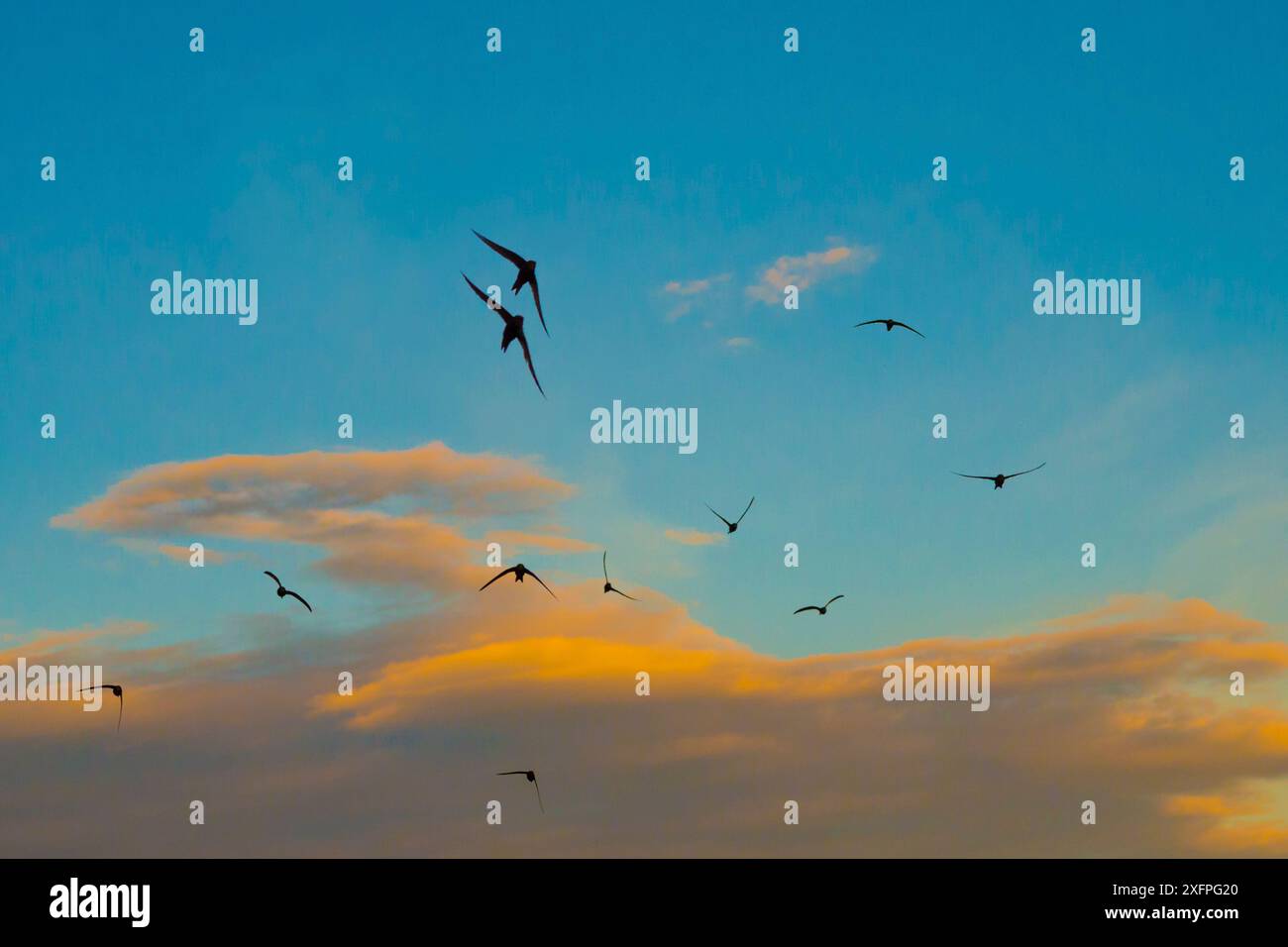 Swift (Apus apus) flock in flight against blue sky and clouds ...