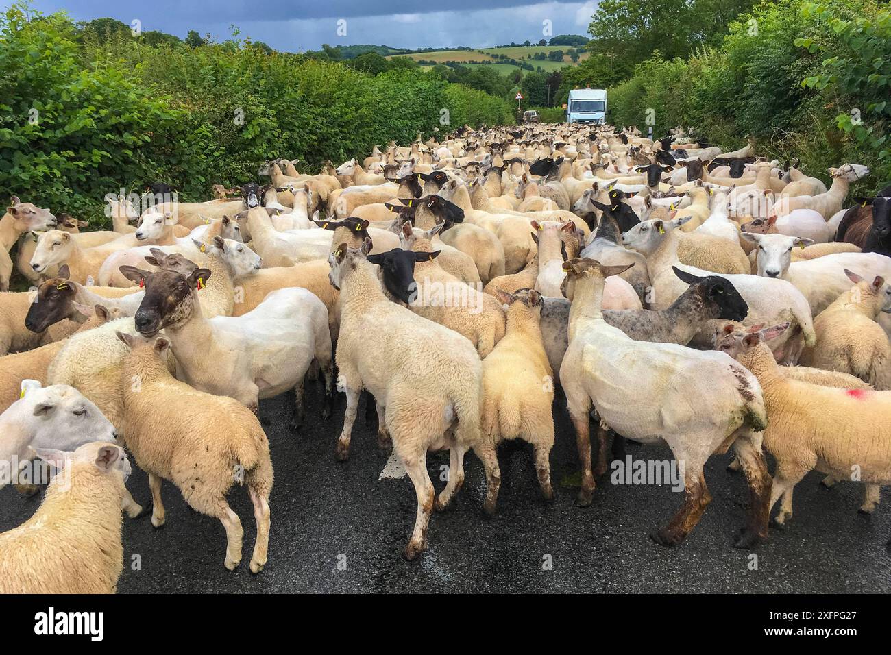 Flock of sheep blocking road, Monmouthshire Wales UK, July Stock Photo ...