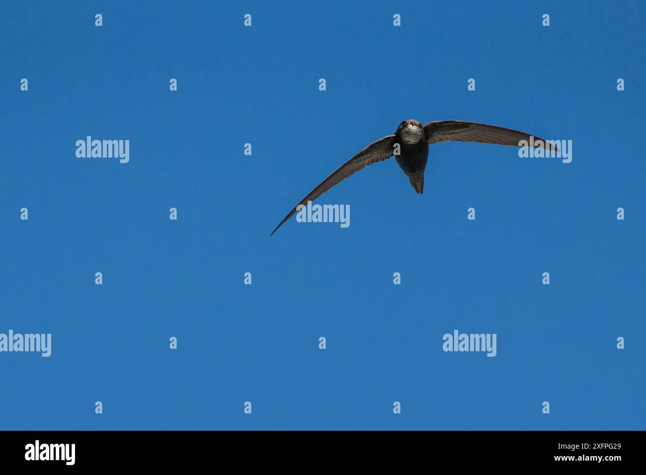 Swift (Apus apus) in flight with mouth full of insect prey to feed to ...