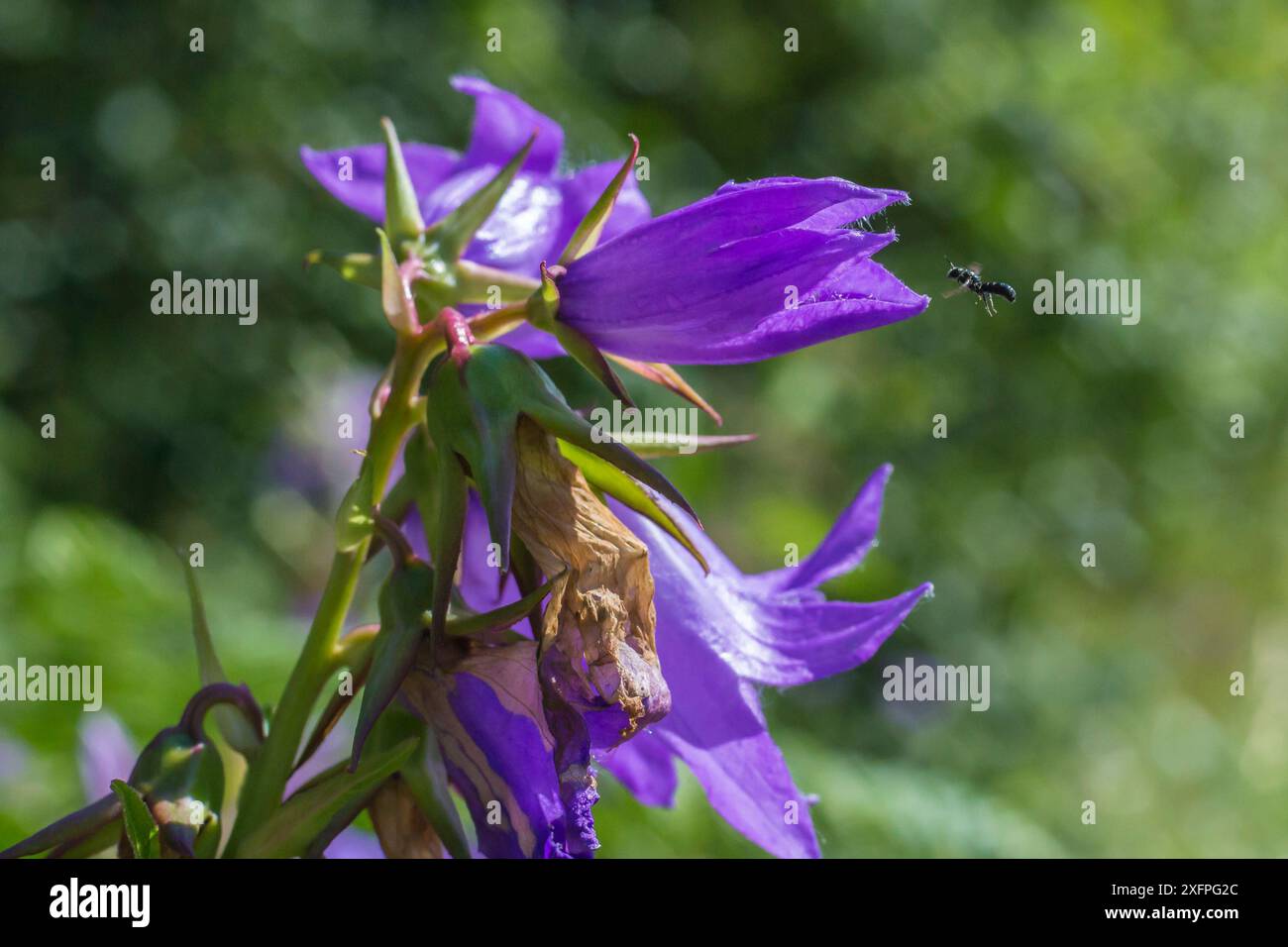 Harebell carpenter bee (Chelostoma campanularum) at 4-5mm long one of ...
