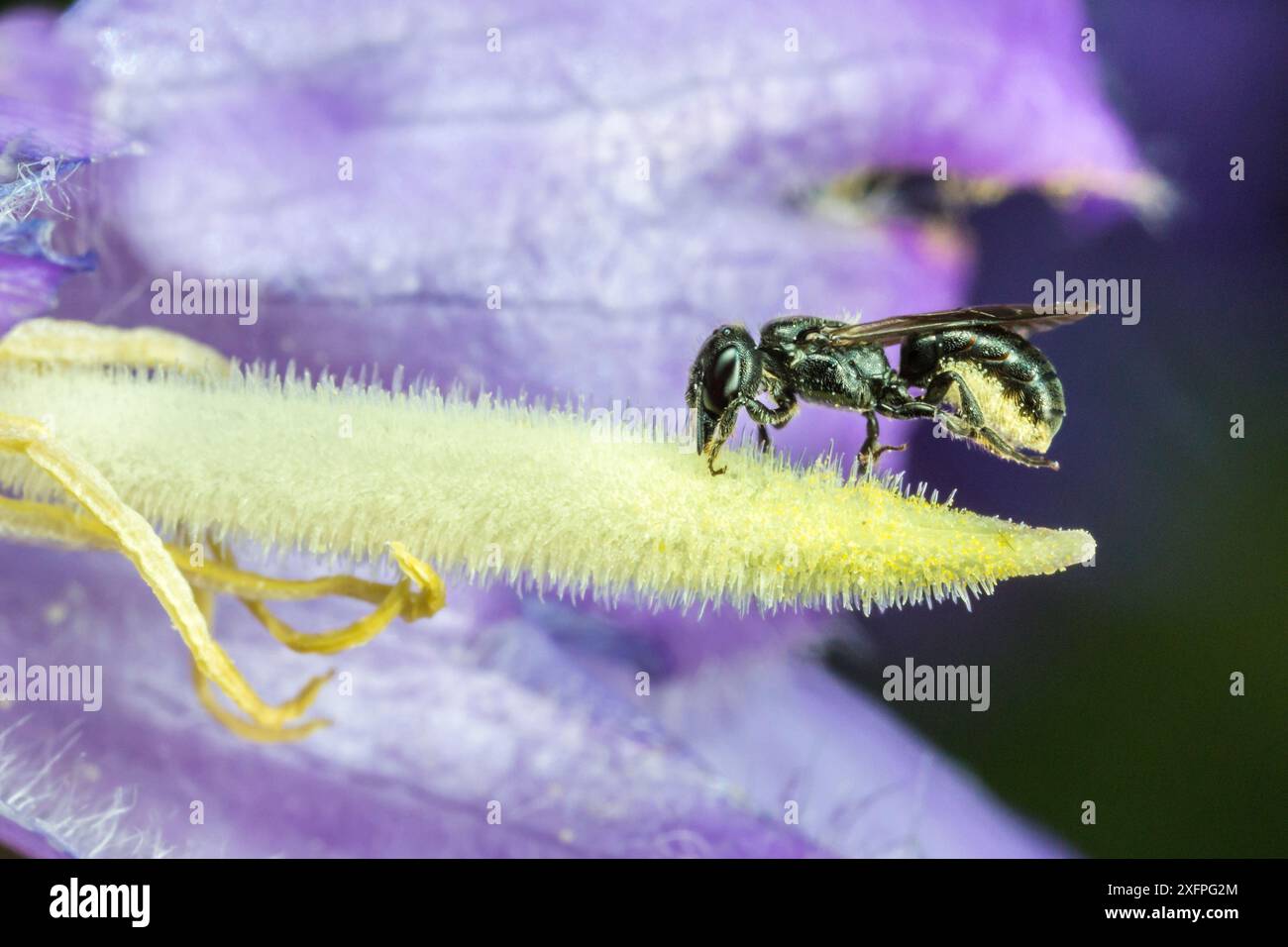 Harebell carpenter bee (Chelostoma campanularum) at 4-5mm long one of ...