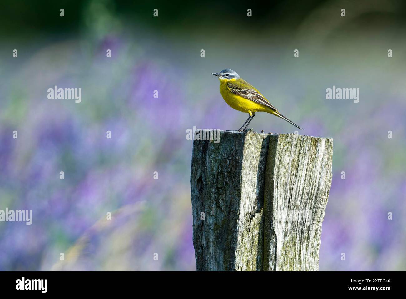 Western yellow wagtail. blue-headed wagtail (Motacilla flava flava) in ...