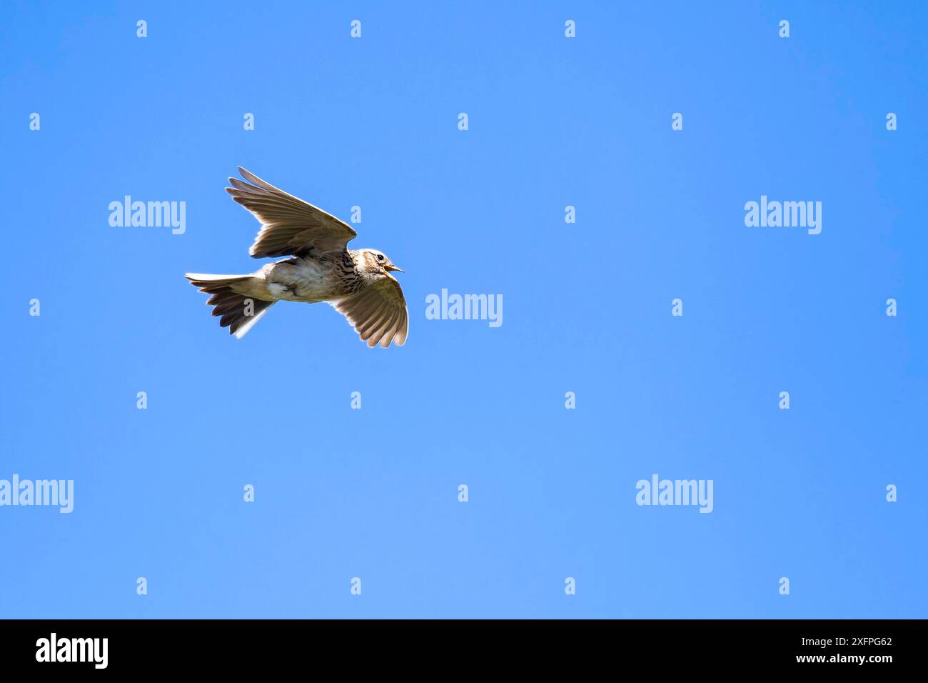 Skylark bird in flight hi-res stock photography and images - Alamy