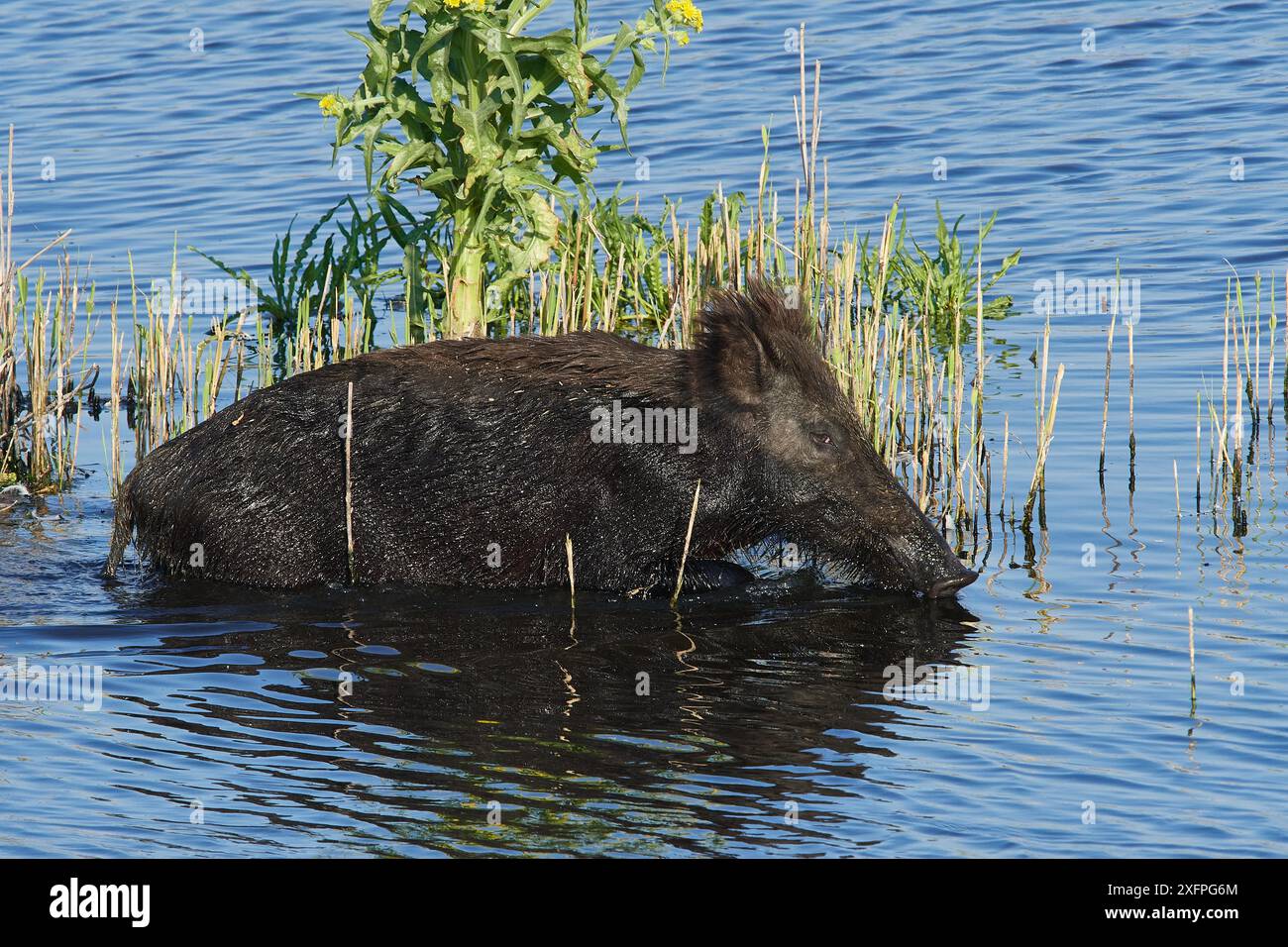 Wildschwein im Wasser, Wild boar in the water in a lake Stock Photo - Alamy