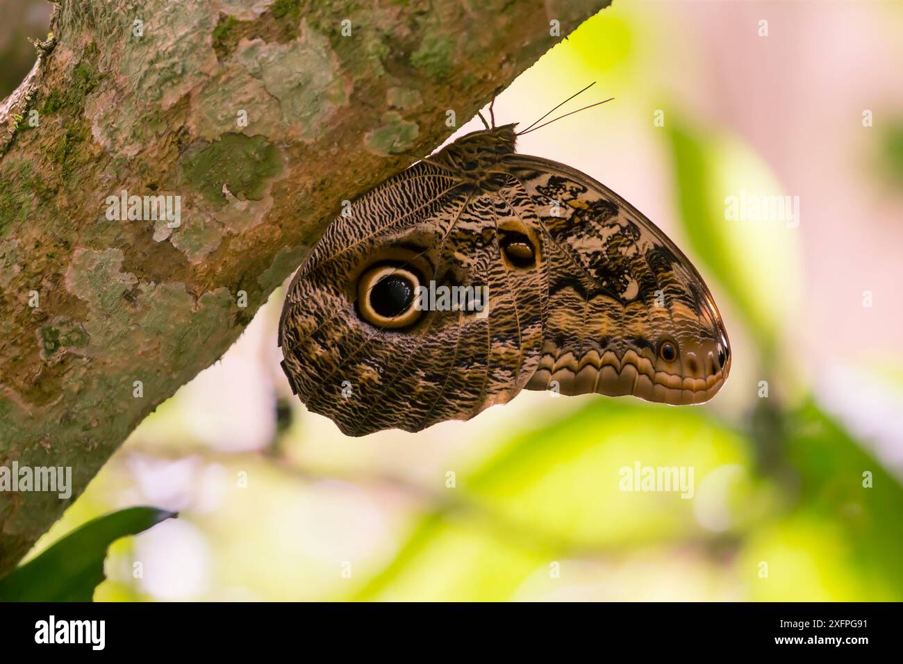 Brazilian insects hi-res stock photography and images - Alamy