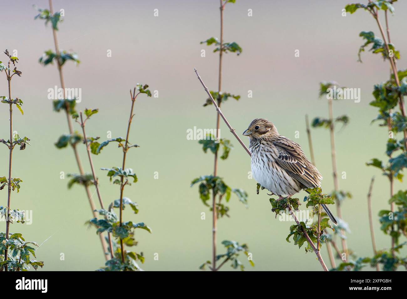 Perch and sing hi-res stock photography and images - Alamy