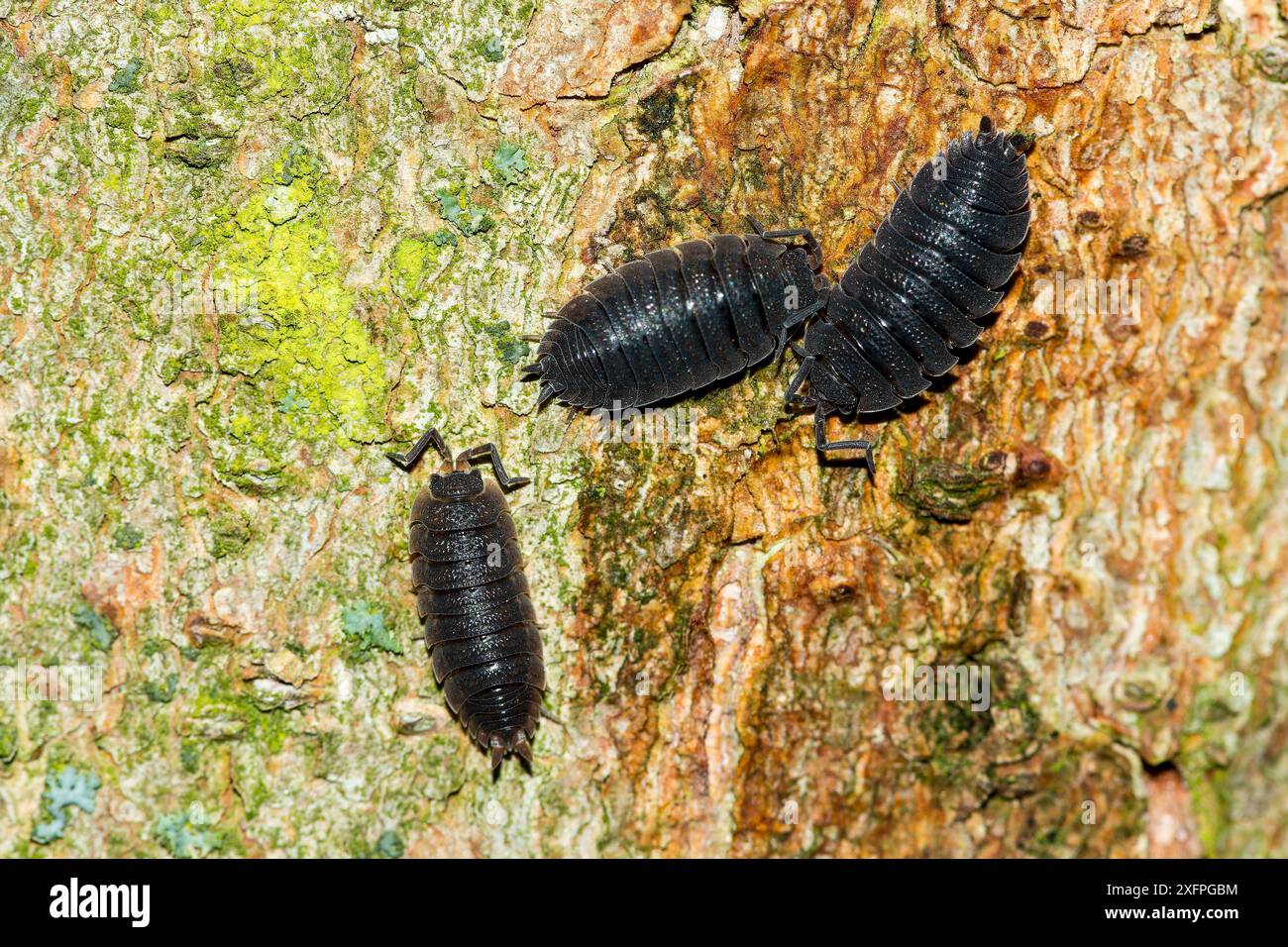 Carapace insect hi-res stock photography and images - Alamy