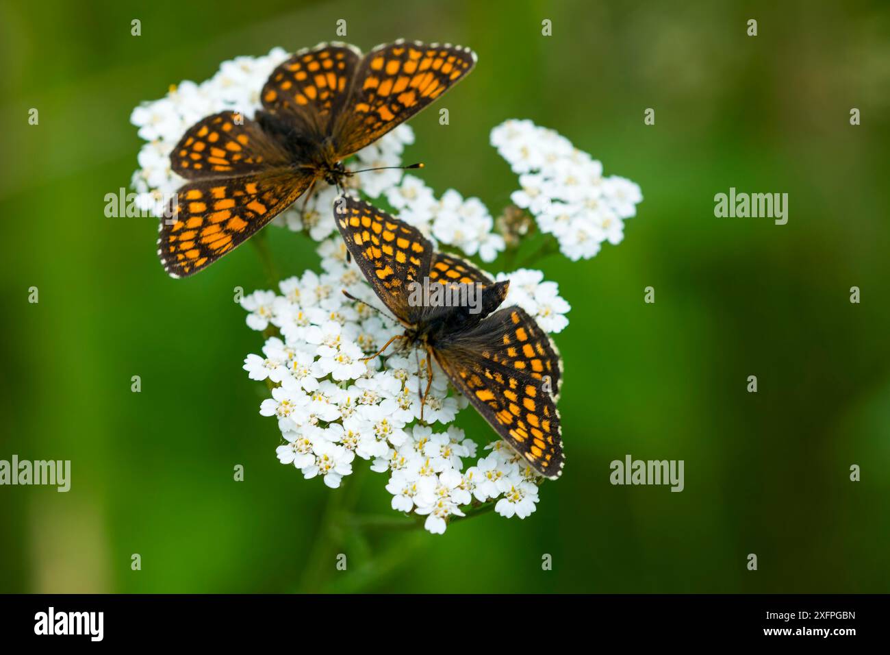Heath fritillary on a flowr. heath fritillary (Melitaea athalia) at ...