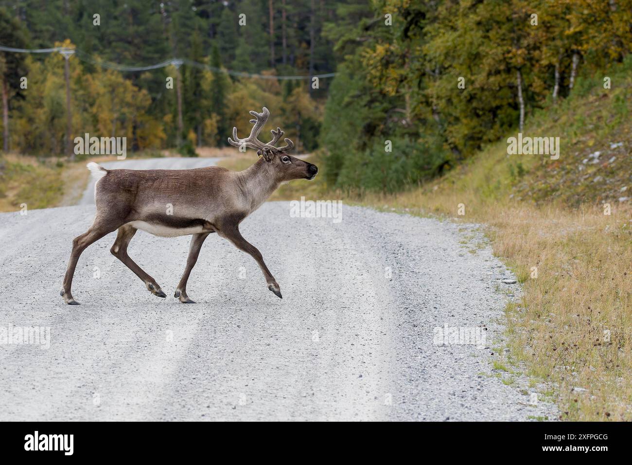 Danger animals crossing road hi-res stock photography and images - Alamy