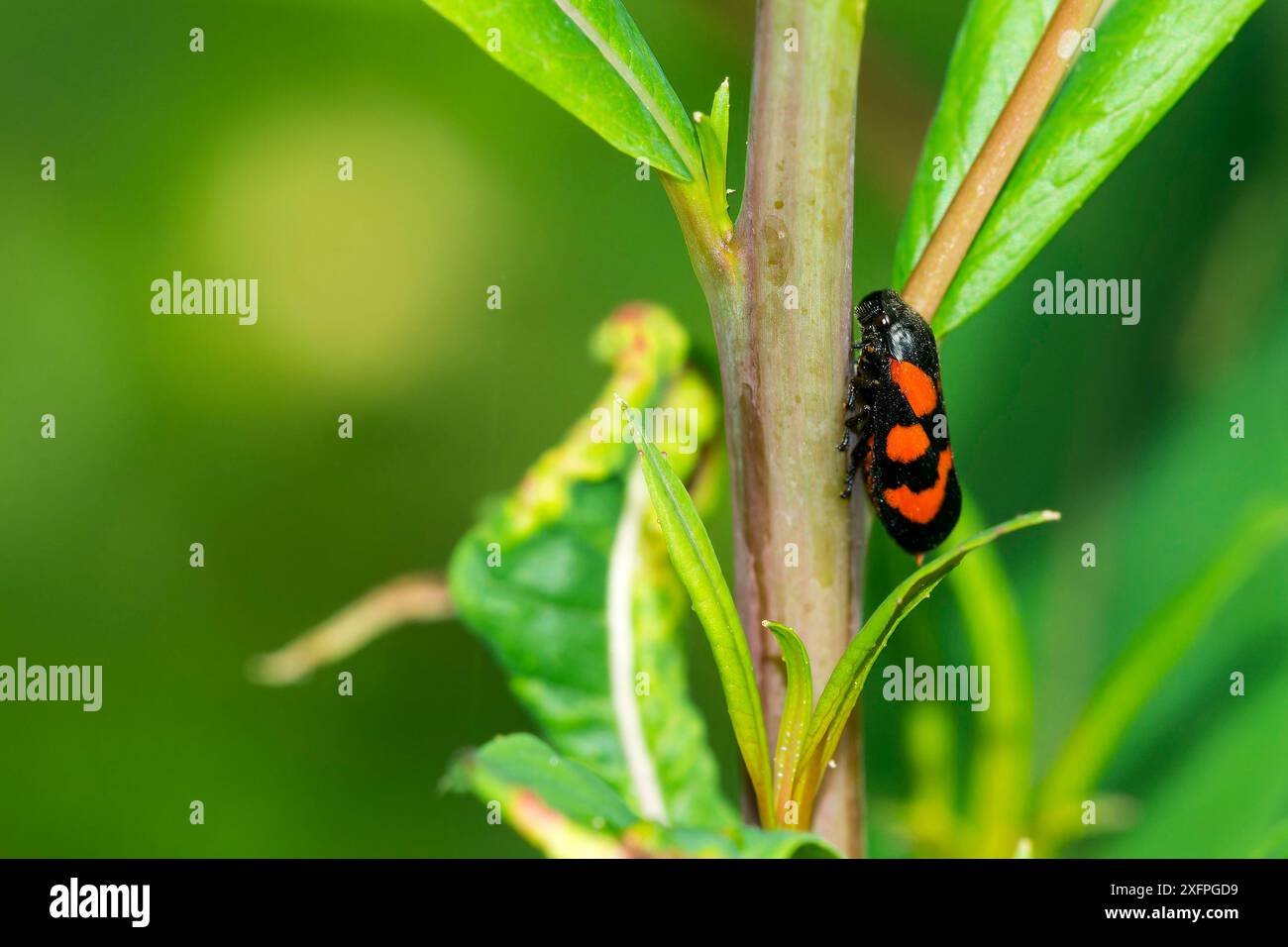 Leafhopper on a leaf. Common leafhopper on a plant Stock Photo - Alamy