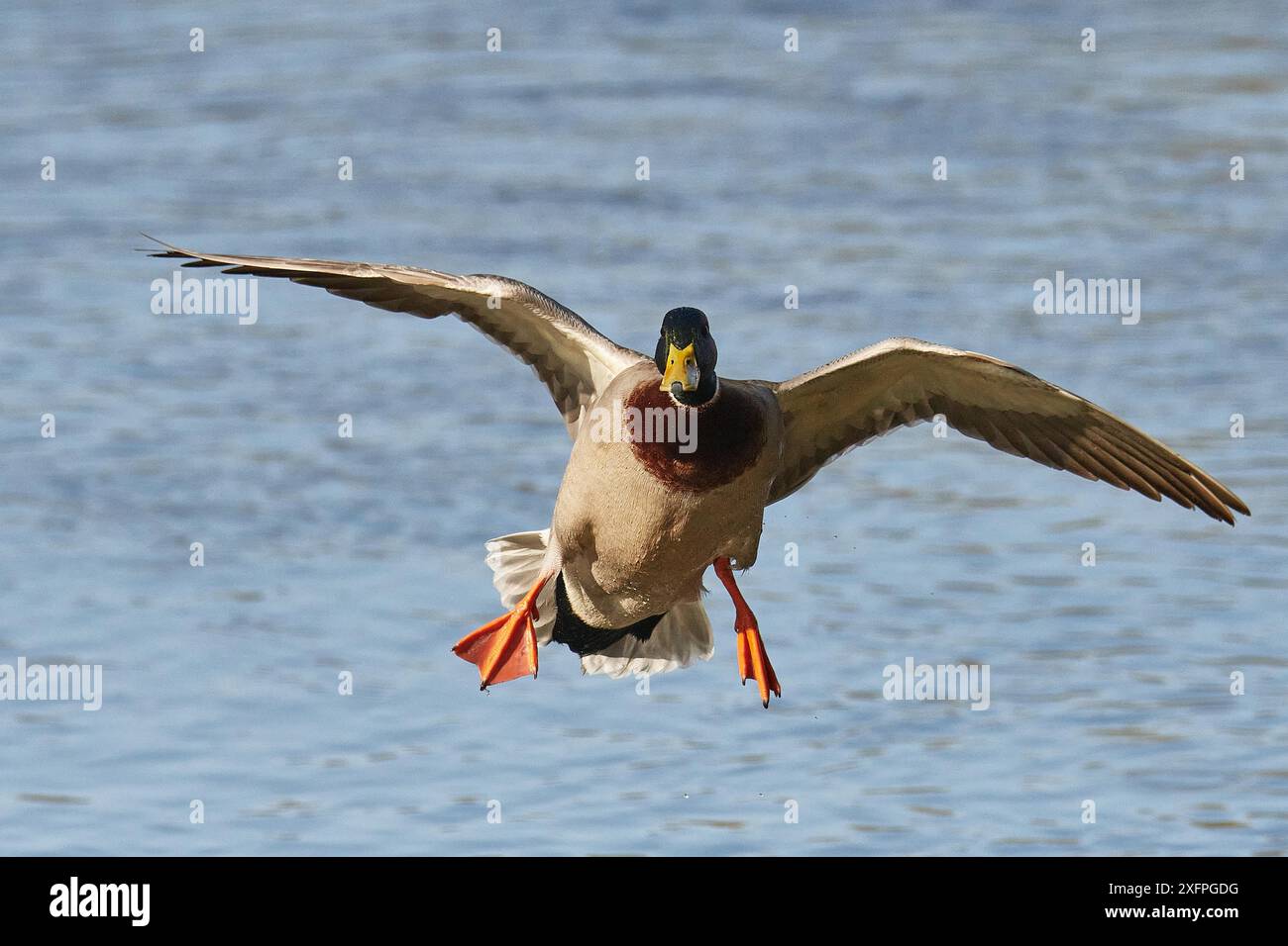 Mallard drake in flight. Male mallard in flight Stock Photo - Alamy