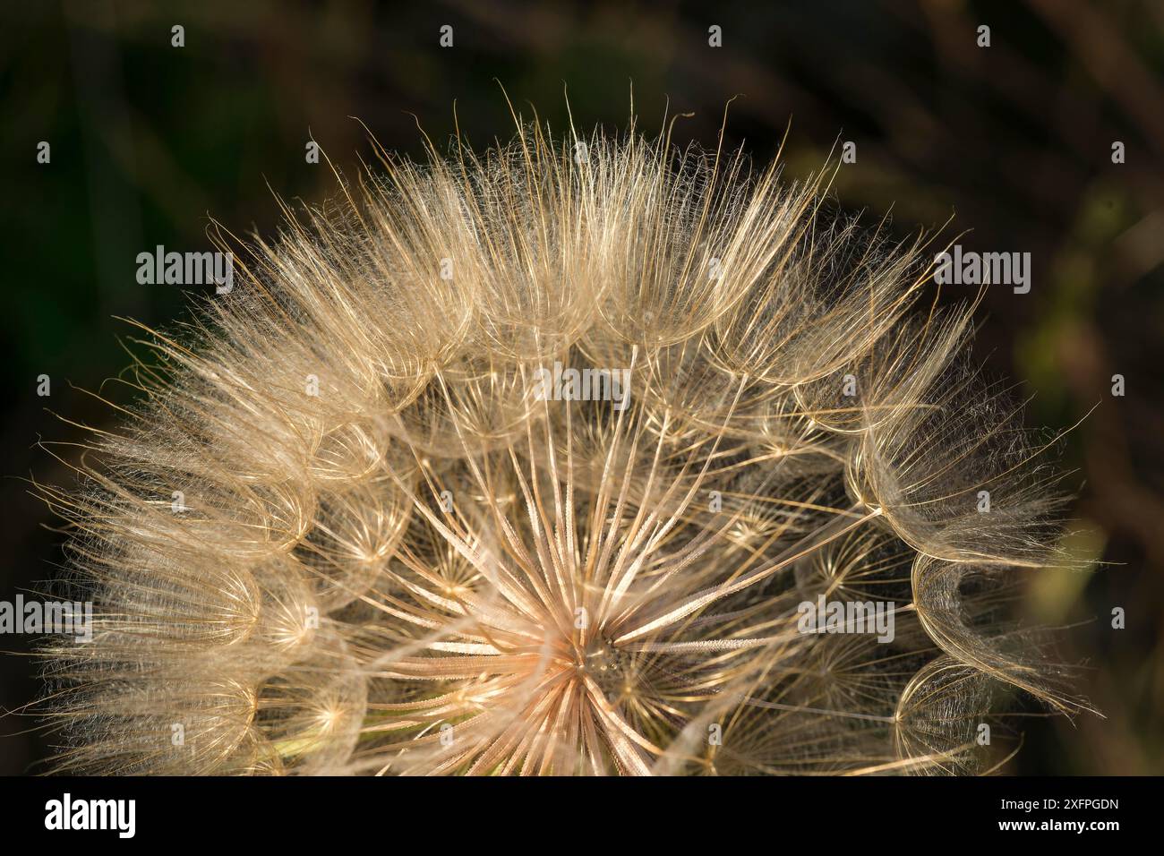 Fruit stand of jack-go-to-bed-at-noon. Fruit stand of meadow buckbeard ...