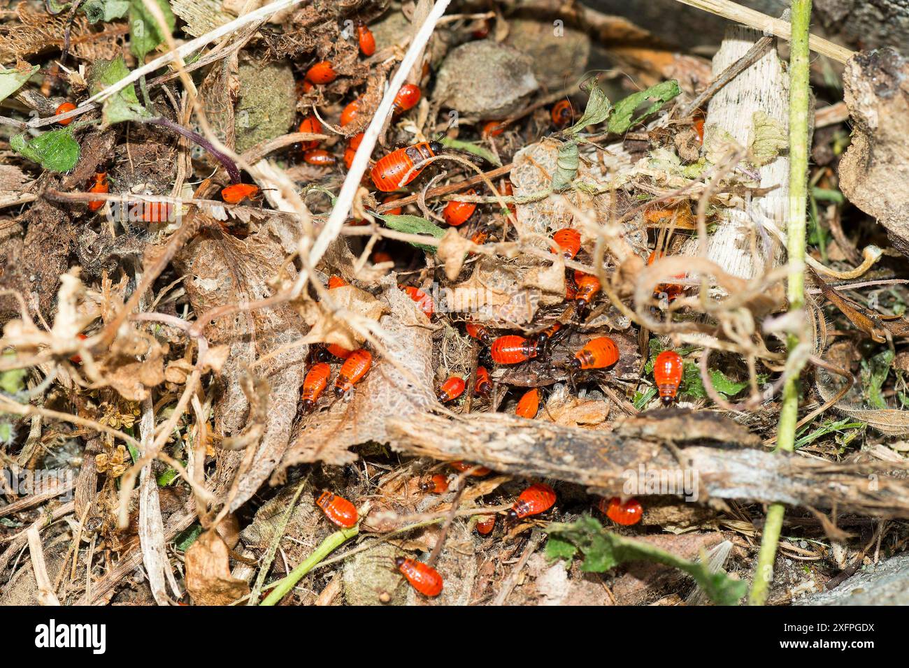Nymphs of the common fire bug (Pyrrhocoris apterus) . Nymphs of the ...