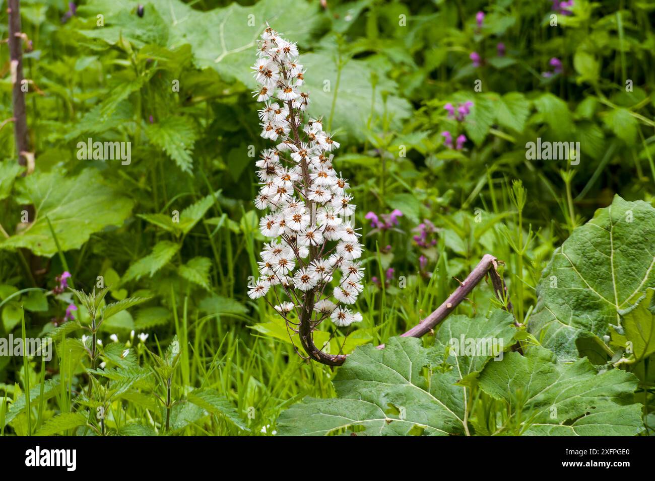 Fruit of the common butterbur (Petasites hybridus), also known as red ...